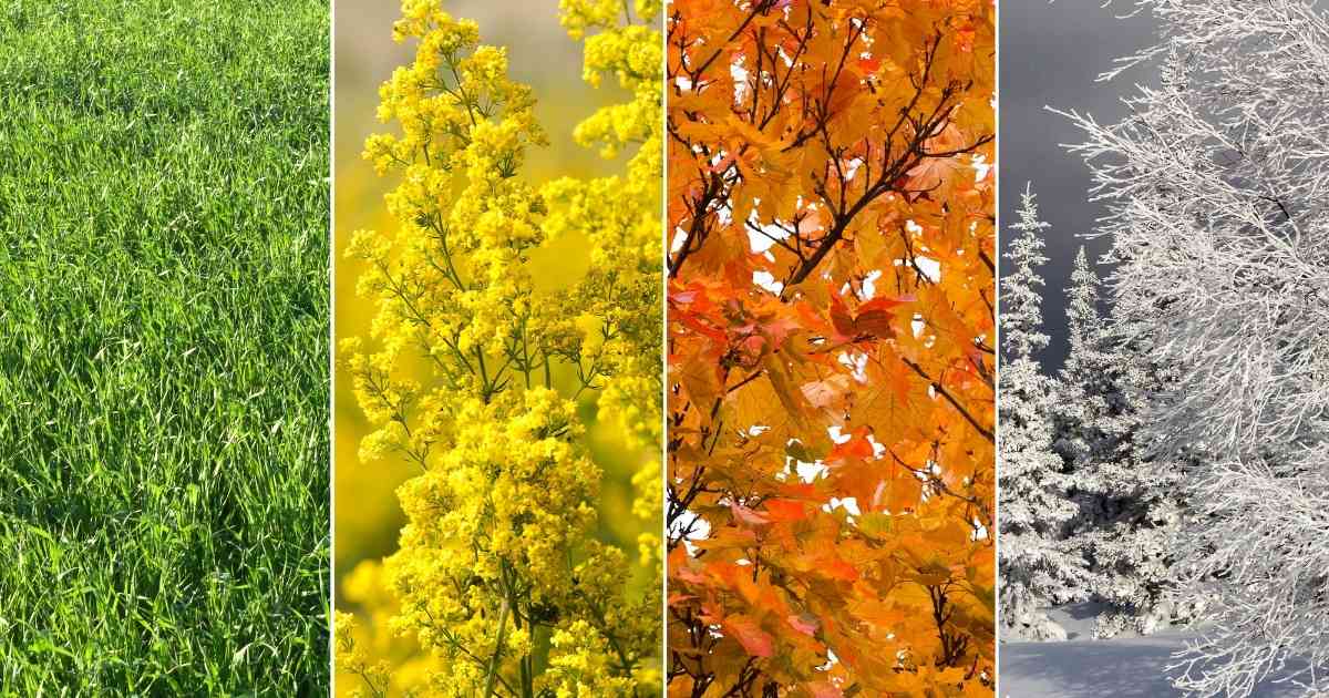 Las Cuatro Estaciones (The Four Seasons)